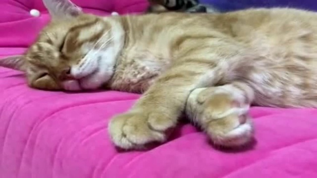 It’s also a cat. How can it be so bad when it’s sleeping? May be a fake ...