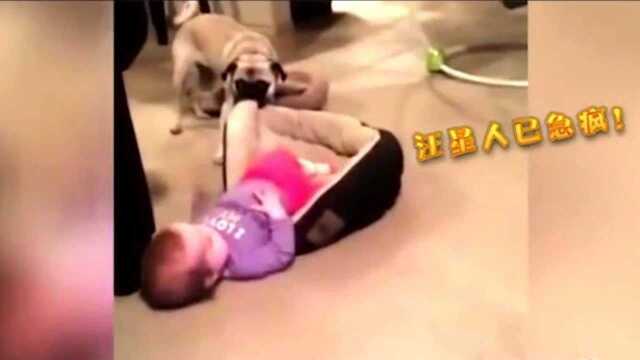 The baby grabbed the kennel, the dog got angry at home, and the dog ...