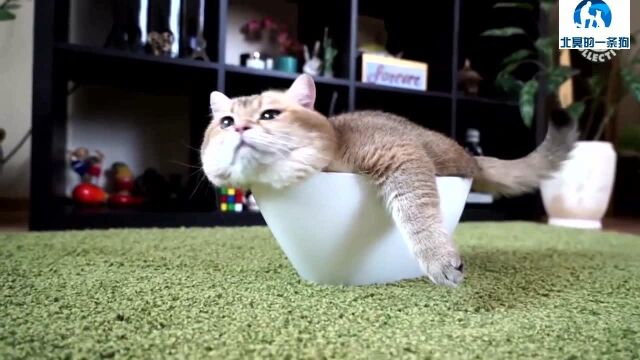 The kitten slept the flower pot as a bed - Watch HD Video Online - iflix