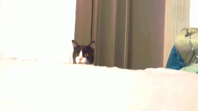 The cat that secretly observed in secret, has never seen such a cute ...