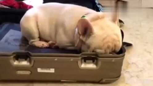 El dueño estaba viajando, y el bulldog en realidad acostado en el ...