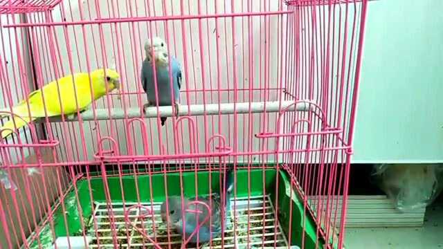 The three budgies are really lively. Is this fat overweight? Perched ...