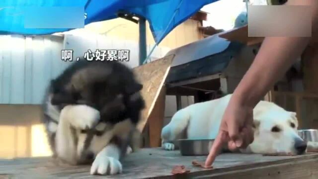 The owner trained the dog to eat, and the dog collapsed. - Watch HD ...