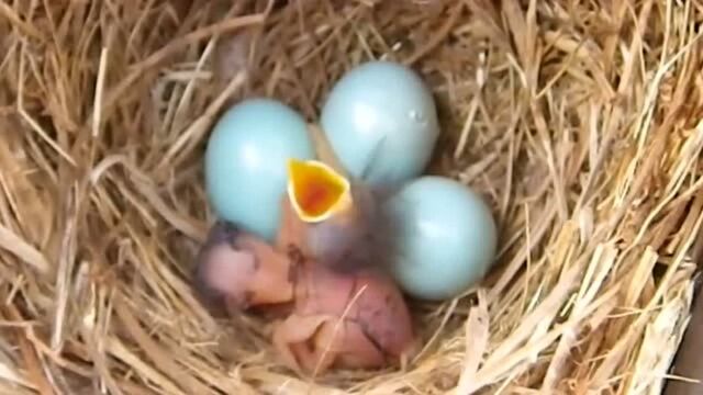 The newly hatched bird has learned to ask for food without blinking ...