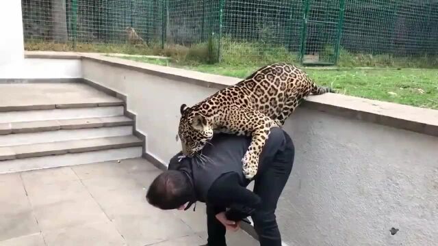 The foreign uncle enjoys the tiger leopard back massage, which is ...