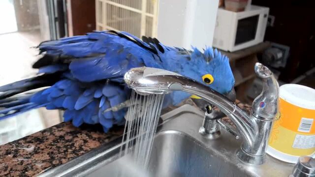 Two cargo parrots started to play with water when they opened the tap ...