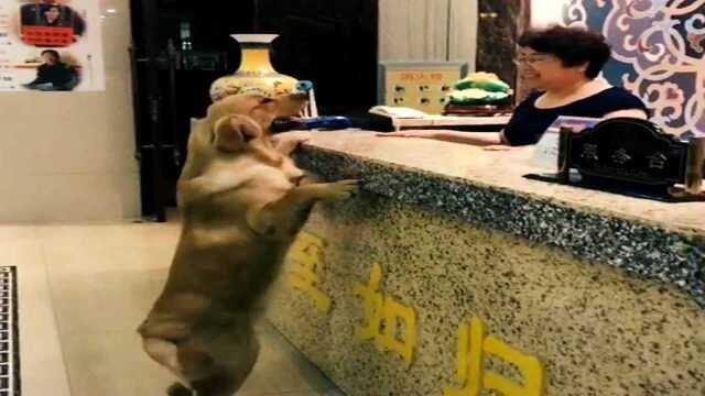 Dog: The boss opened a big room for me, the biggest one. - Watch HD ...