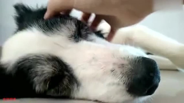 Mumu and I are lying on the dog's view, Mumu wants to sleep. - Watch HD ...