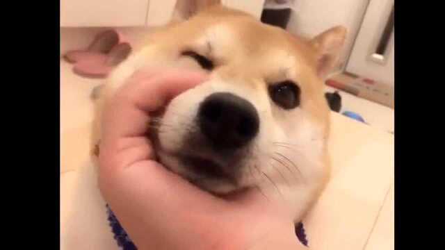 The Shiba Inu at home is seriously clean, and the ecstasy of the muddy ...