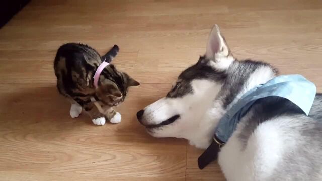 The gentle gentle two ha small comet instantly has no hostility to ...