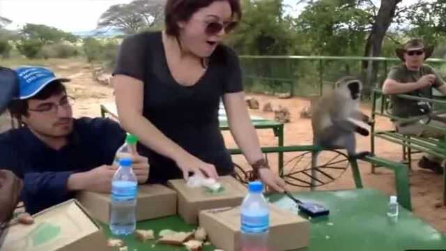 Monkey: Give me the water, or I will let it go! - Watch HD Video Online ...