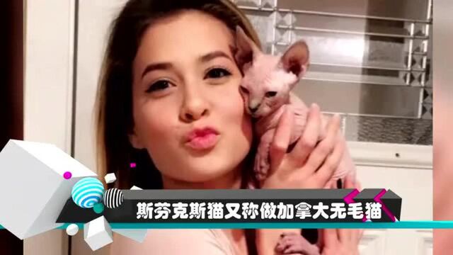 Hairless cat's sister - Watch HD Video Online - WeTV