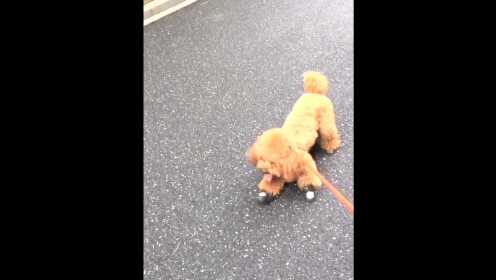 For the first time, the owner let Teddy wear shoes to go out, but the ...