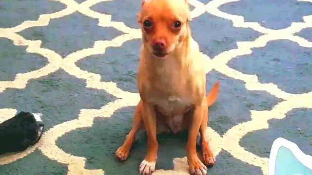 Rebellious dog, feeling unbearable - Watch HD Video Online - WeTV