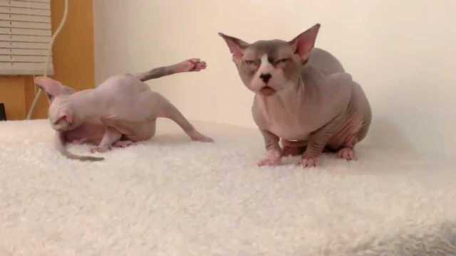 Two hairless cats play together and change face when they play - Watch ...