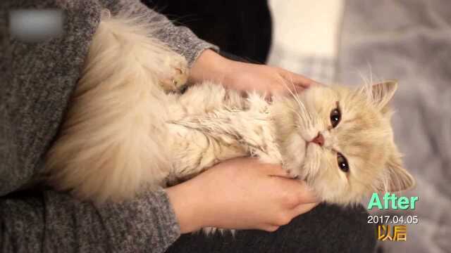 Meng cat eighteen changes, more and more beautiful, cute cat before and ...