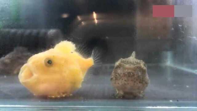 Two silly, "fish that can't swim" - Watch HD Video Online - WeTV
