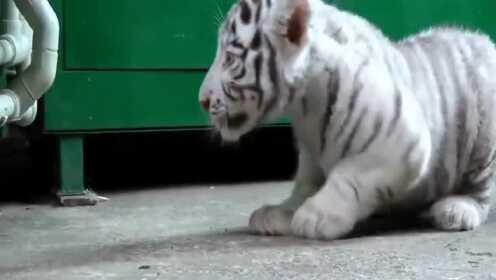 Caza de animales: Estos pequeños tigres son tan lindos - Ver online - WeTV