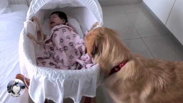 When Golden Retriever hears the baby crying, it will smell the baby's ...