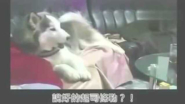 Husky is really a moody dog! - Watch HD Video Online - WeTV