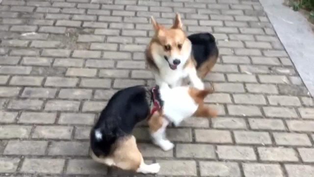 The two Keji, if there were no other people, smashed the dog owners ...