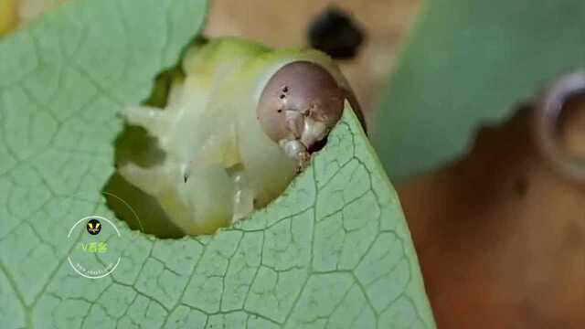 Looking at the silkworm baby in the high-definition zoom - Watch HD ...
