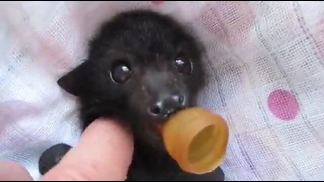 The orphan baby of the "Flying Fox" bat enjoys a massage with a ...