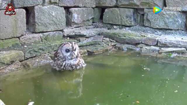 Owls who are used to the night activities, jumped into the pool during ...