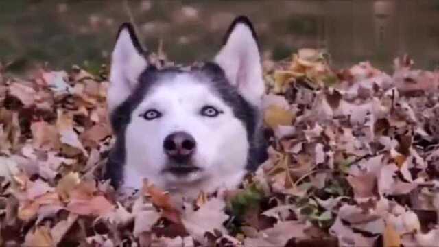 Huskies went out to play with the owner, hiding in the dead leaves and ...
