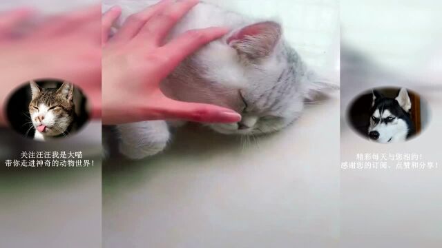 The cat of someone else’s family, the owner called it to get up, and ...