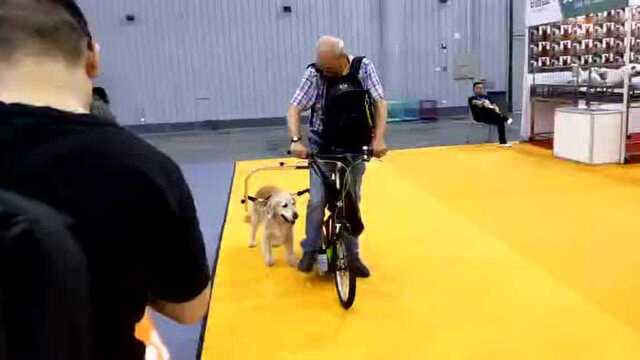 The dog pulls the car, the knowledge goes up, the foreigner really ...