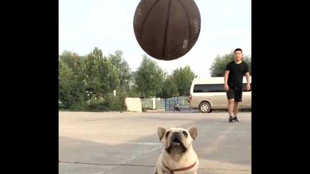 Big cows throw basketball, so good, - Watch HD Video Online - WeTV