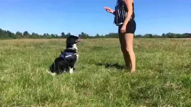 A good shepherd dog, not only understands the master’s instructions ...