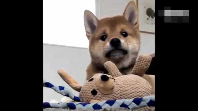 Netizen's Shiba Inu! Come with a sad expression pack! - Watch HD Video ...