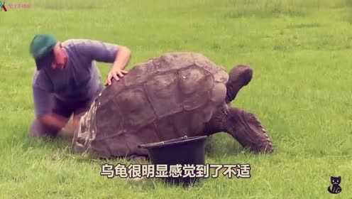 Bathing for pet turtles? The owner was disgusted by the big turtle ...