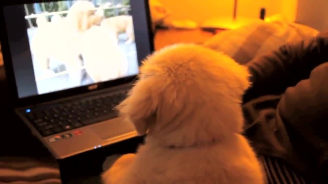 The little golden retriever saw himself on the computer. You said he ...