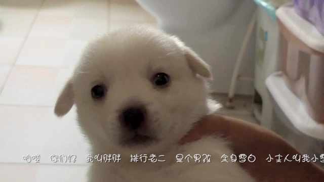 Fat toot little milk dog who wants to pinch it - small milk dog growth ...