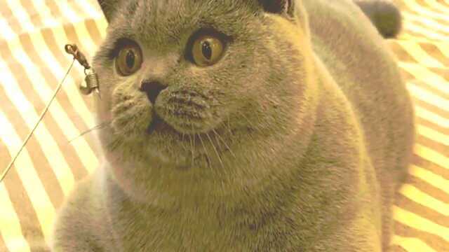 Cat fat is responsive and flexible - Watch HD Video Online - WeTV