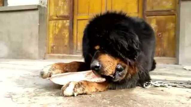 The Tibetan Mastiff of the skeleton bone is so leisurely - Watch HD ...