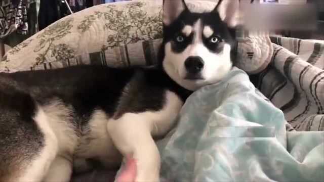 The owner shouted Husky to get up, Husky: I don't go to work again, get ...