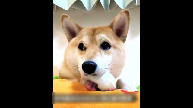 Tickling the dog, the product actually reveals an unspeakable ...