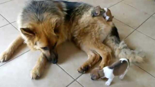 Demu helps the dog with the baby and can’t say it. The most difficult ...