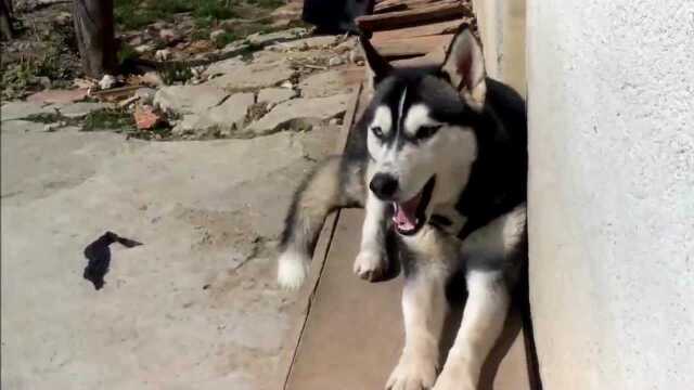 ความแตกต่างระหว่างเสียงเด็กและวัยกลางของ Erha! เวลาที่แน่นอนคือการฆ่า ...