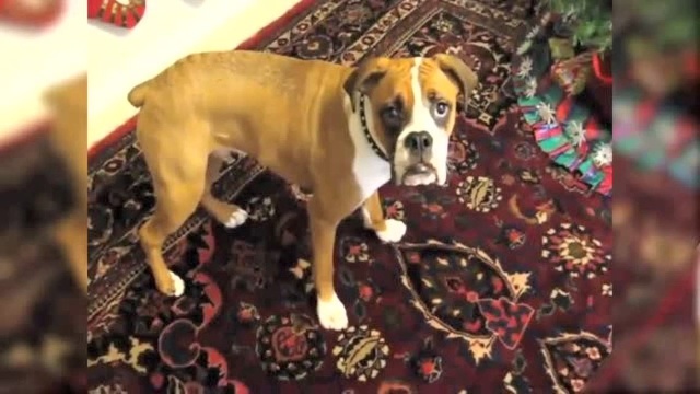 The dogs who heard the fart are stunned. - Watch HD Video Online - WeTV