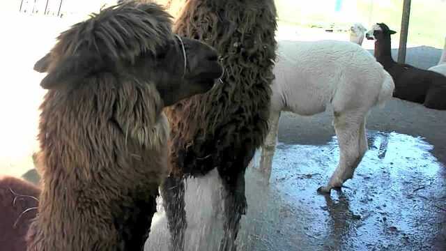 See the alpaca mood is good! This kind of beast has a magical healing ...