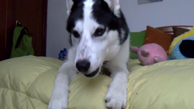 Husky Sled Dogs roar companions! مشاهدة على الانترنت