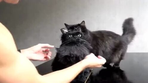 When a real cat encounters a fake cat, the reaction of the real cat is ...