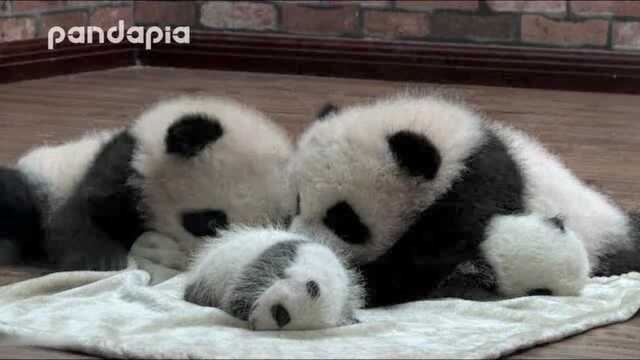 "Giant baby" giant panda baby, screaming at himself, bullying in the ...