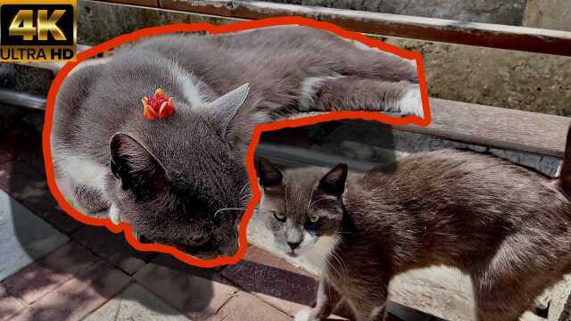 I think it was once a house cat / Playing with a groomed stray cat / 4K ...