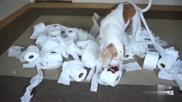 The dog fights the toilet paper zombies, so the owner of the spoofing ...